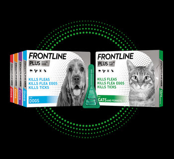 Frontline For Dogs & Cats | Flea, Tick Treatment | LloydsPharmacy
