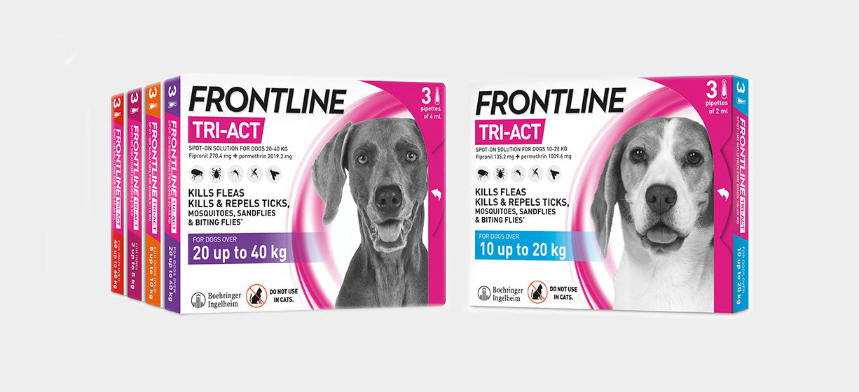 Frontline For Dogs & Cats | Flea, Tick Treatment | LloydsPharmacy
